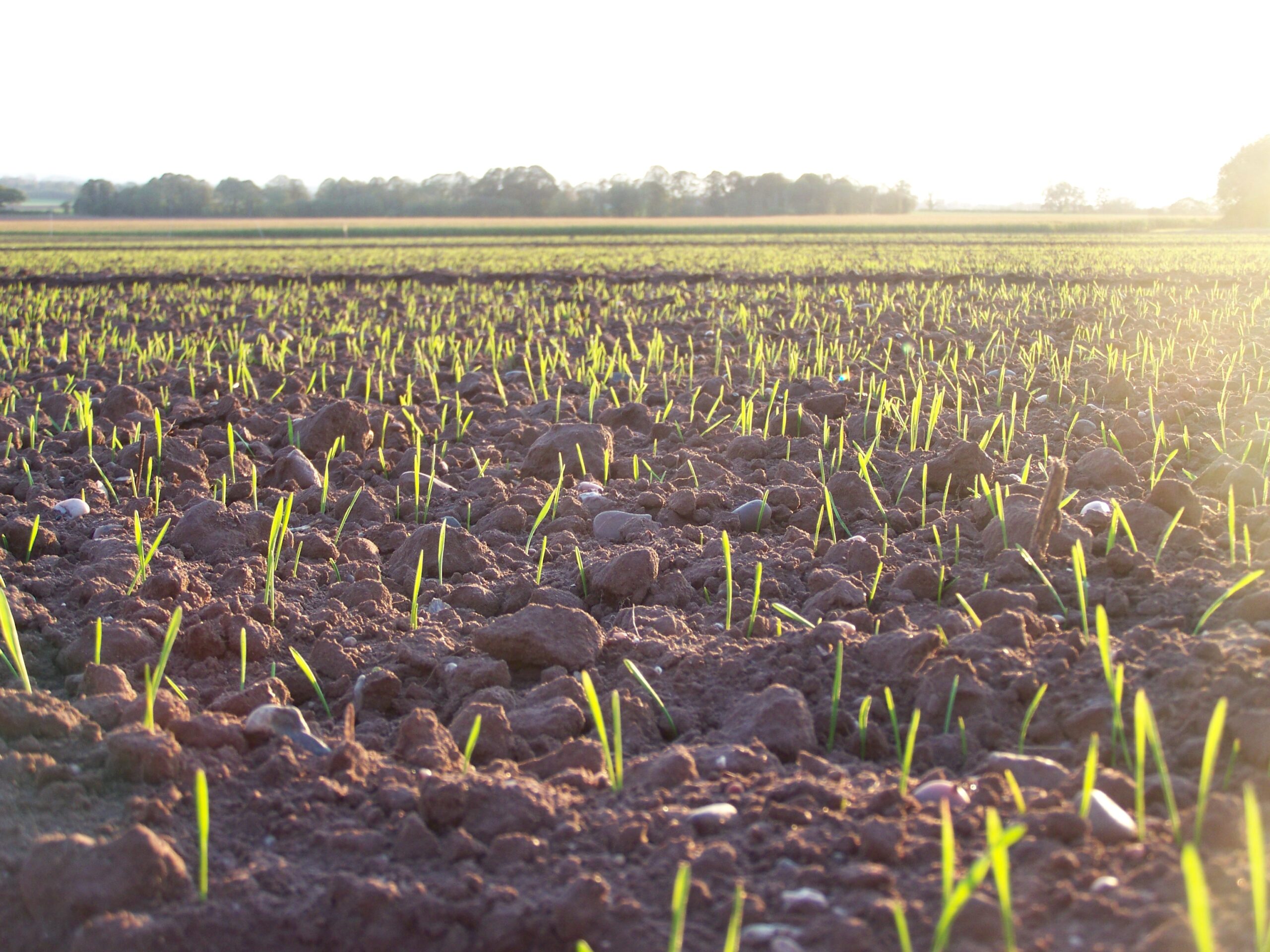 Crop Conditions and Progress as of 10.24.21 - Frontier Futures